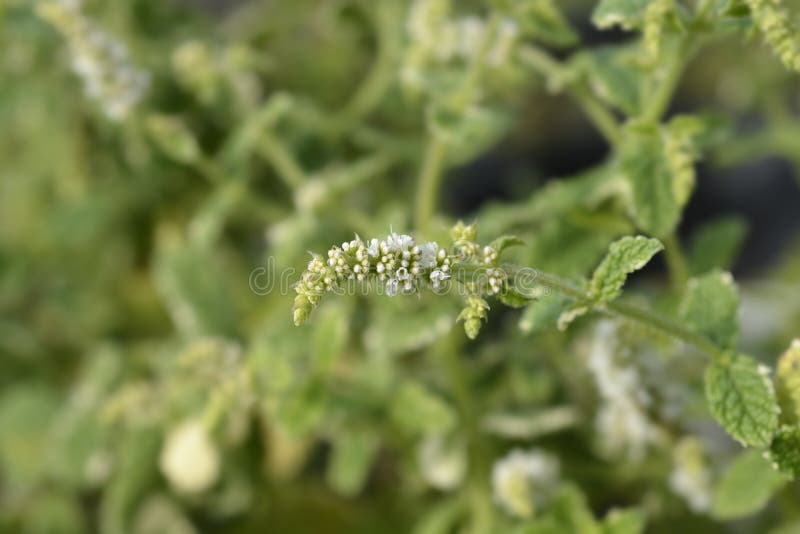Pineapple mint stock photo. Image of botany, variegata - 229834950