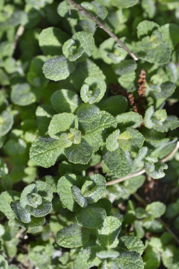 Pineapple mint stock image. Image of leaf, garden, pineapple - 265844159