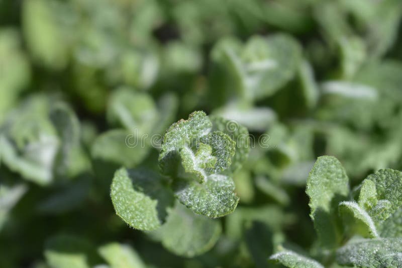 Pineapple mint stock photo. Image of apple, suaveolens - 278442396