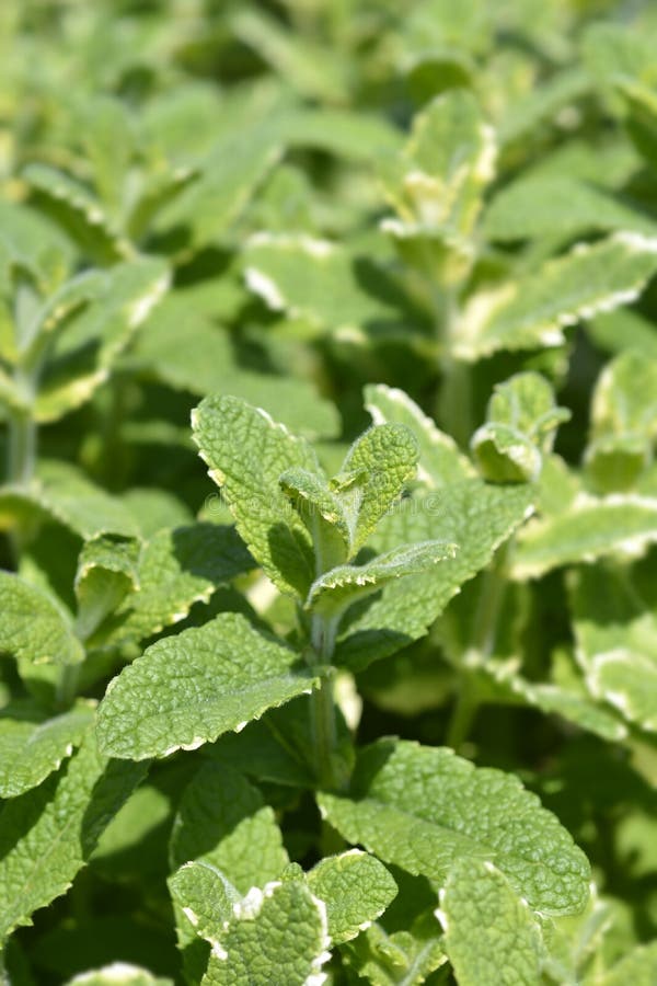 Pineapple mint stock image. Image of variegated, mentha - 240796867