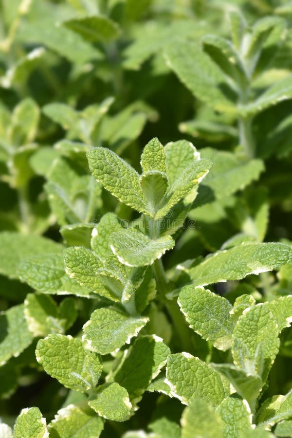 Pineapple mint stock image. Image of mint, white, variegated - 249061545