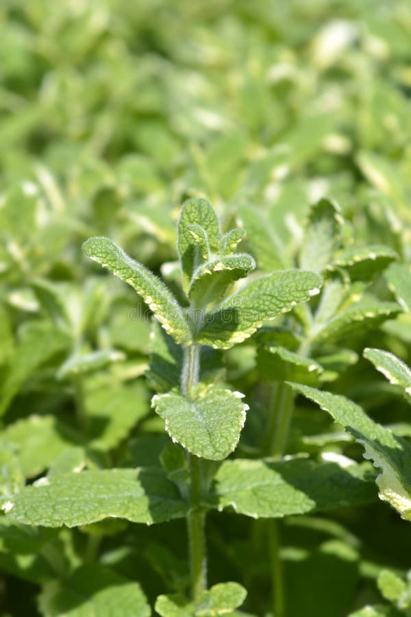 Pineapple mint stock photo. Image of wooly, spring, variegata - 261359372