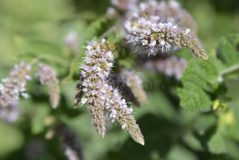 Pineapple mint stock photo. Image of nature, mentha - 262801680