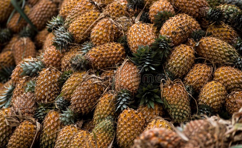 Pineapple Harvesting in Kerala Stock Image - Image of perennial, zone ...