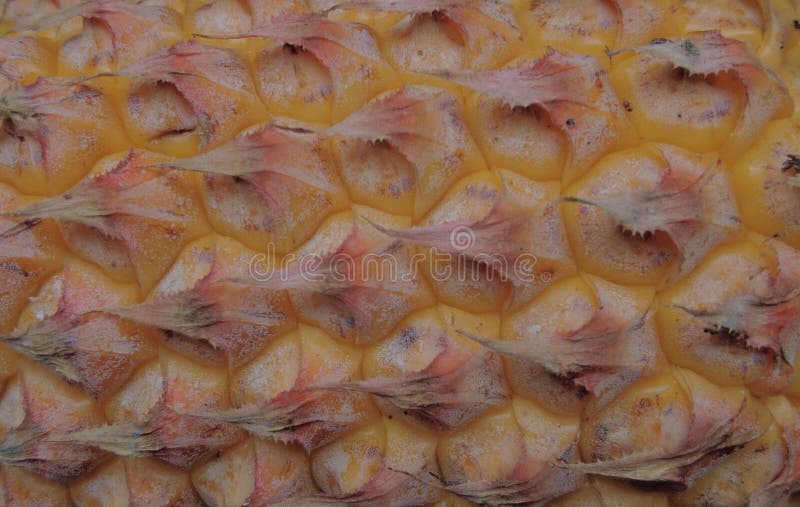 Pineapple Outer Skin, Close-up View Stock Image - Image of plant, meat ...