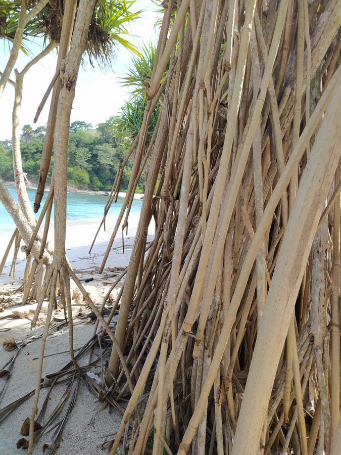 Pandanus Tree Root Stronger at Seashore Stock Image - Image of root ...