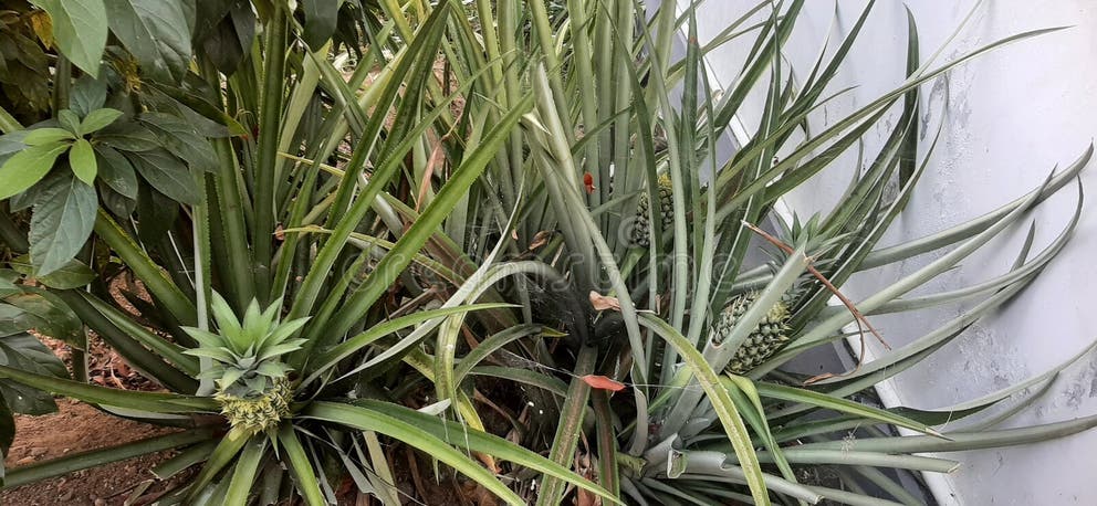 A pineapple patch stock photo. Image of agriculture - 402574826