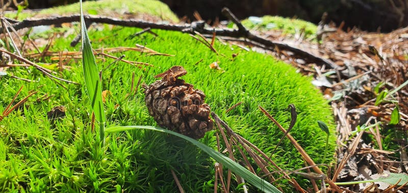 Pineapple Pine on Grass in Nature. Stock Photo - Image of grass, built ...