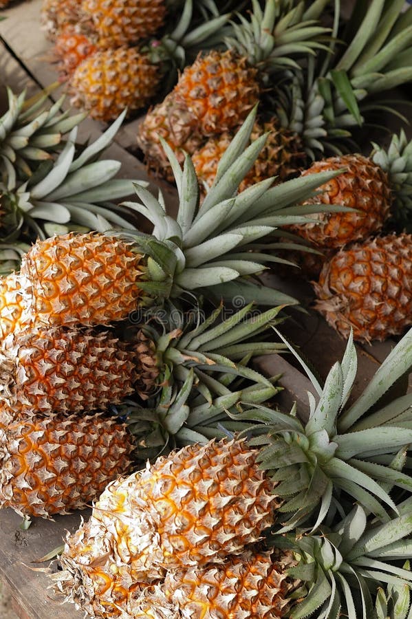 Pineapple stock photo. Image of bromeliaceae, pineapples - 123498578