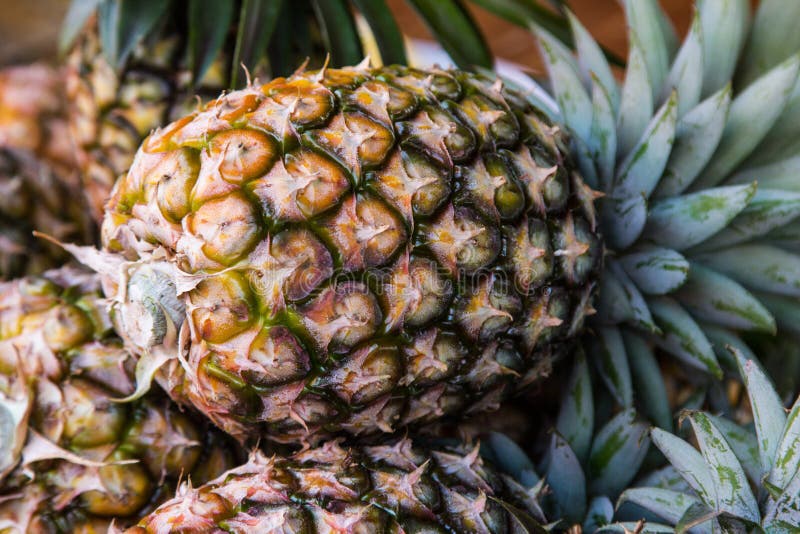 Pineapples stock photo. Image of pineapples, plant, snack - 31364066