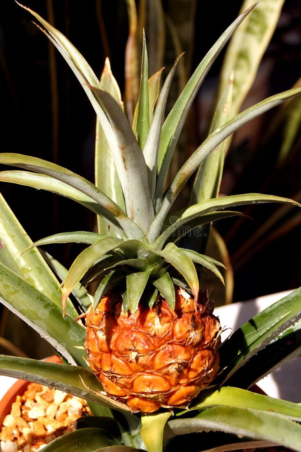 Pineapple plant stock image. Image of nature, plants - 10720313