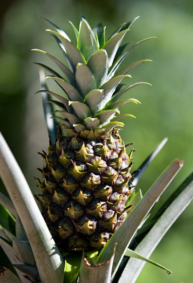Pineapple plant stock photo. Image of farm, harvesting - 10813300