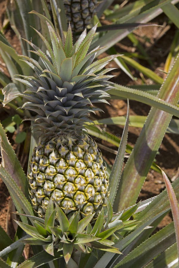 Pineapple plant stock photo. Image of nature, nutrition - 27446028