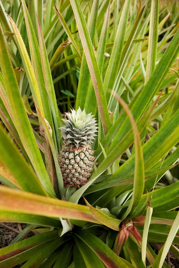 Miniature pineapple plant stock image. Image of pineapple - 1621817