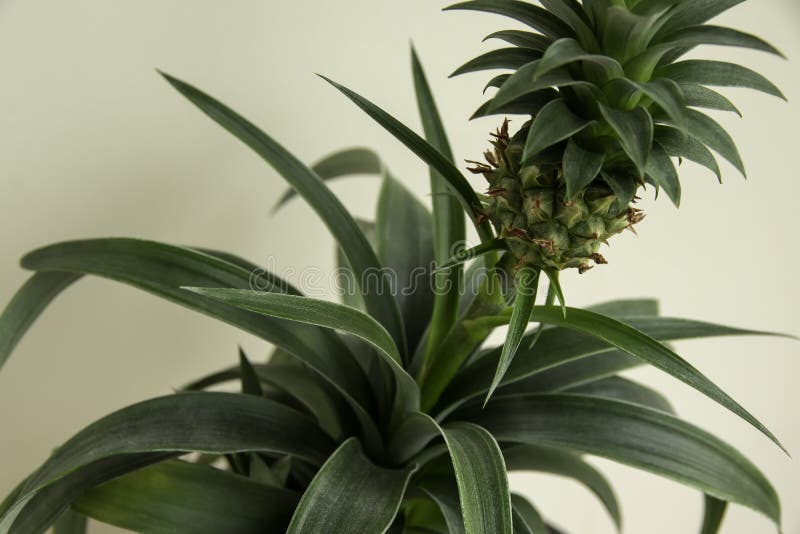 Pineapple Plant (Ananas Comosus) Stock Image - Image of rosette, branch ...