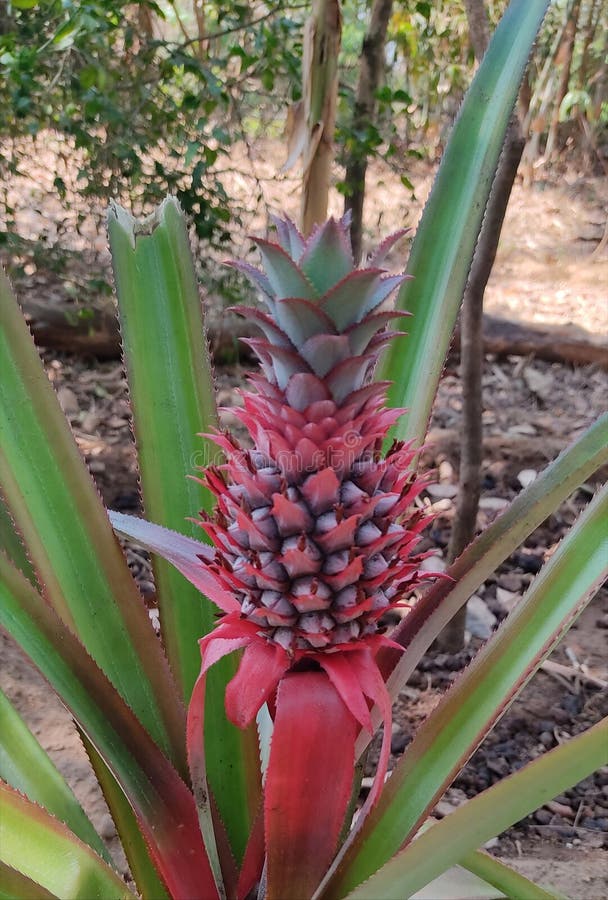 2,284 Plant Ananas Comosus Stock Photos - Free & Royalty-Free Stock ...