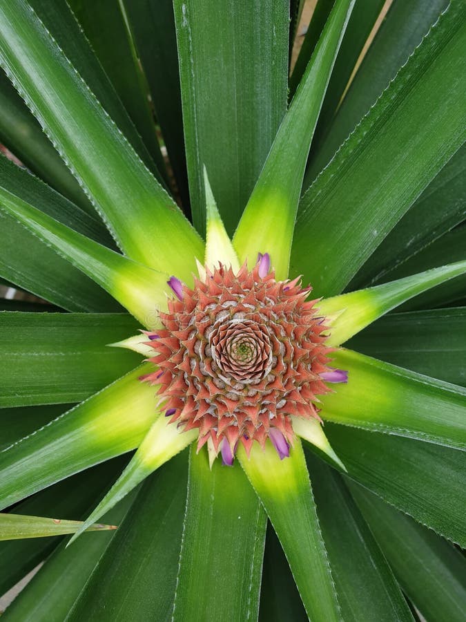 Pineapple Plant Colourful Top View Stock Photo - Image of view ...