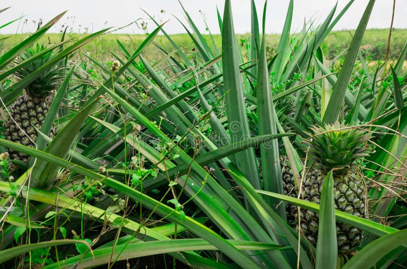 Pineapple plant field stock photo. Image of outstanding - 105105512
