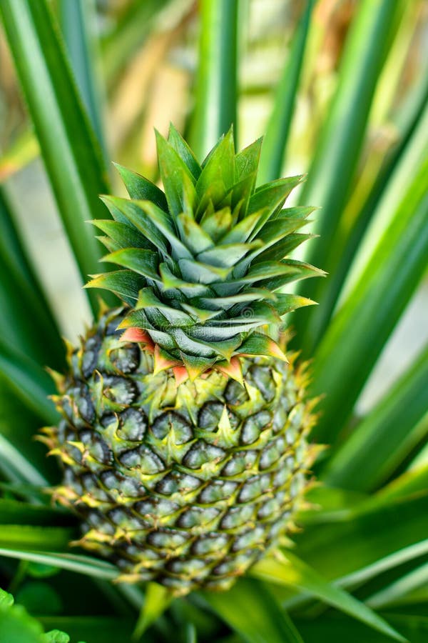 Pineapple plant and fruit stock photo. Image of growing - 137090054