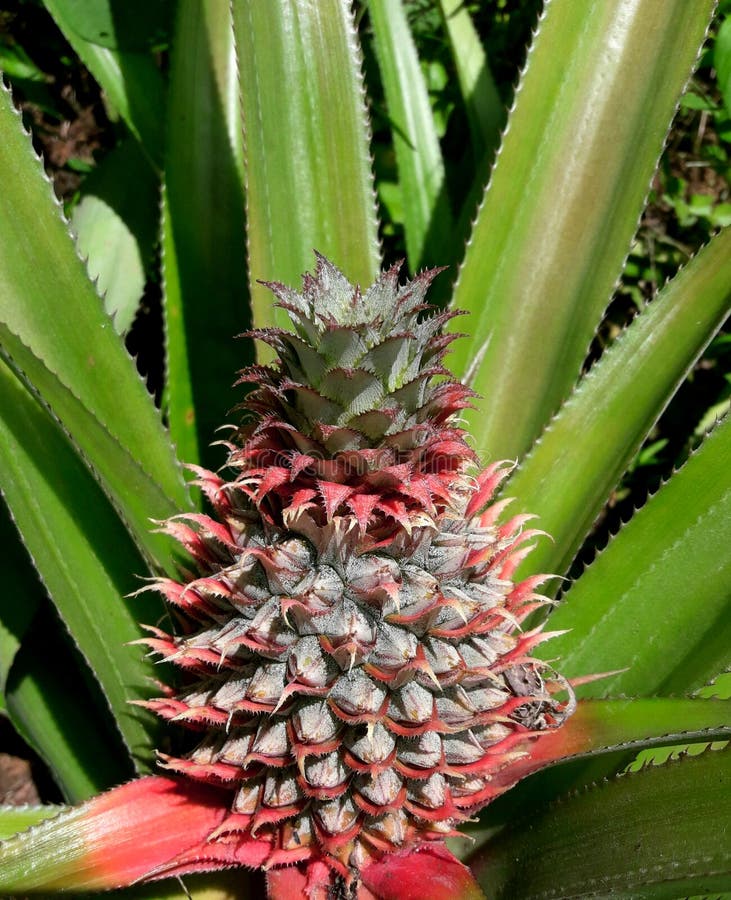 Pineapple Plant and Fruit Natural Stock Photo - Image of view ...
