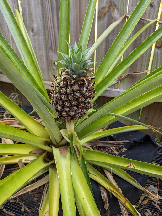 Pineapple Plant Growing in Pot with Fruit Stock Image - Image of fruit ...