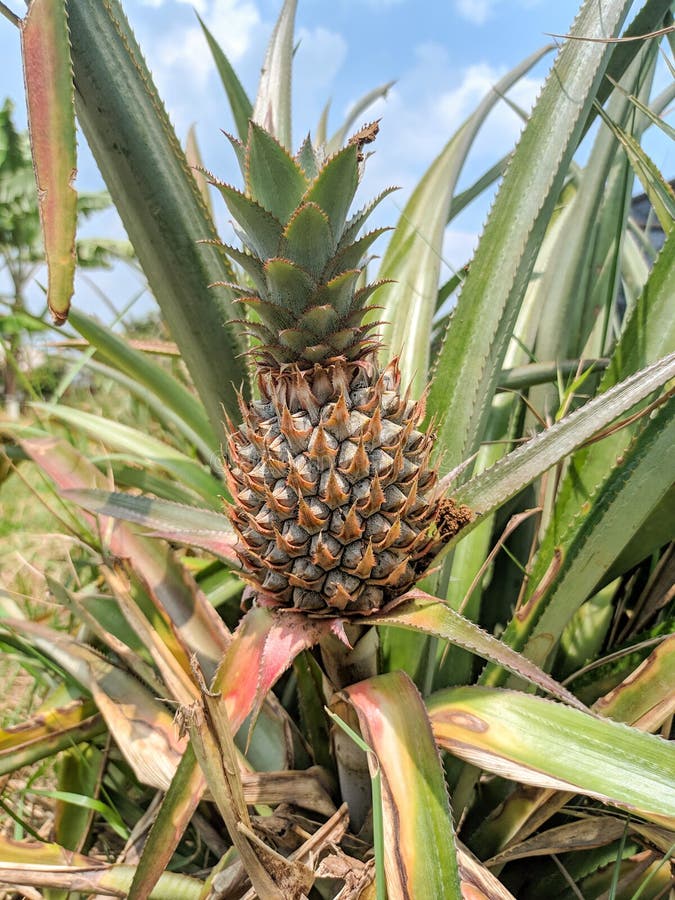 Pineapple plant stock image. Image of flower, fruit - 238884829