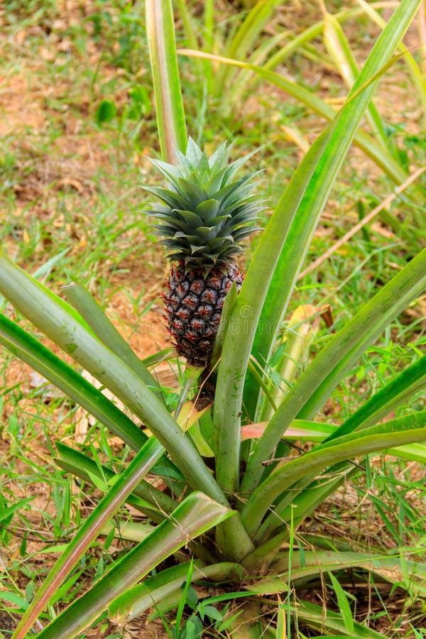 Pineapple Plant with Unripe Fruit Growing in Garden Stock Image - Image of field, farmland ...