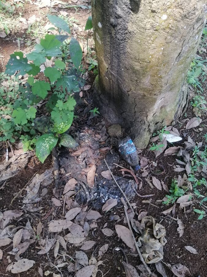 Rubber Trees Used To Extract Rubber Sap Stock Photo - Image of leaf ...