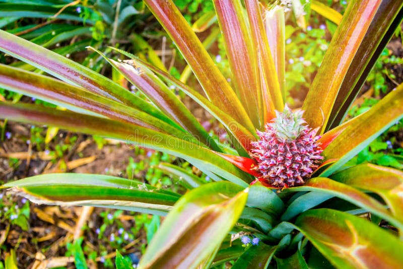 Pineapple raw red stock photo. Image of nature, agriculture - 83738742