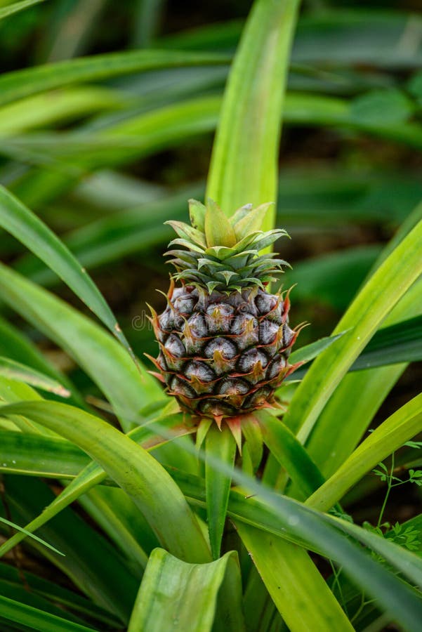 Pineapple Ripening on a Plantation, Background for Tropical Fruit ...