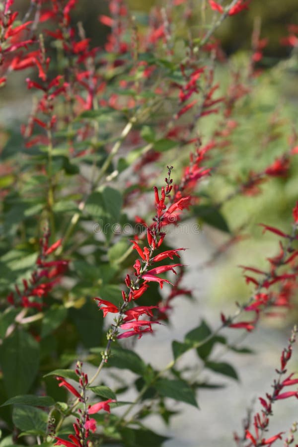 Pineapple sage stock photo. Image of elegans, pineapple - 263806882