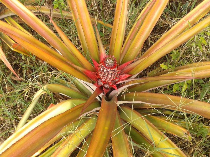 Pineapple stock photo. Image of vegetable, garden, green - 64176368