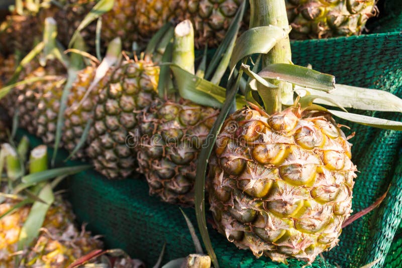 Pineapple on Shelf for Sale Stock Image - Image of object, fresh: 53152129