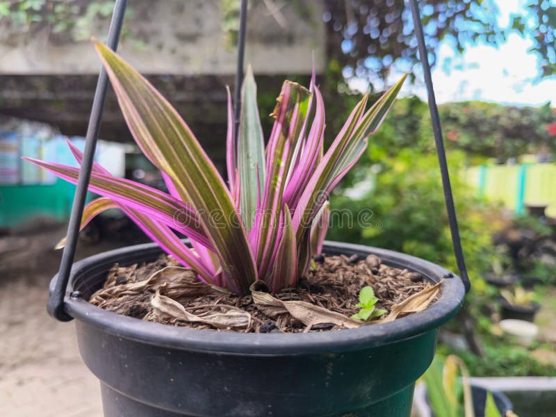 Pineapple Shell Plant Grows Stock Image - Image of grows, decorative ...