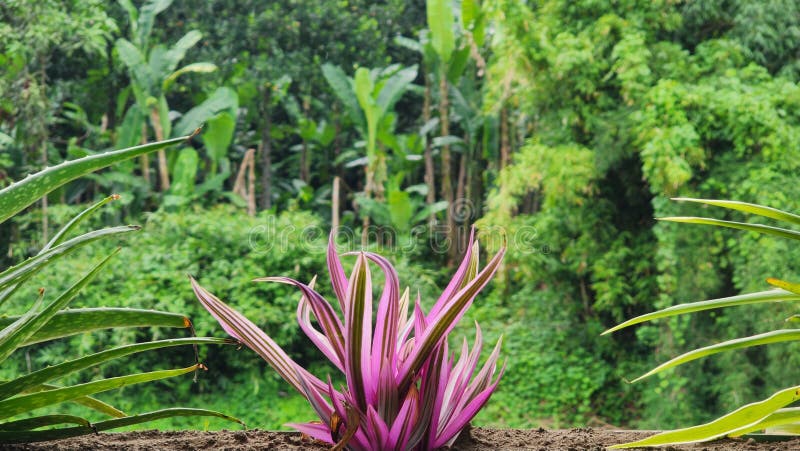 This Pineapple Shell Plant Originates from Mexico Stock Image - Image ...