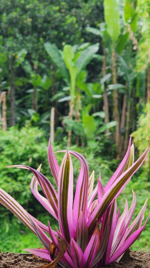 This Pineapple Shell Plant Originates from Mexico Stock Photo - Image ...