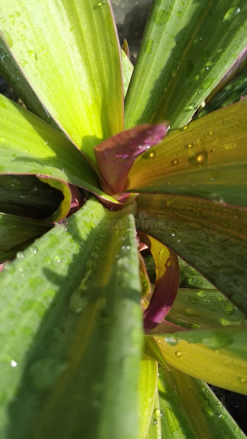 Pineapple Shells are a Type of Plant Commonly Grown by the Community As ...