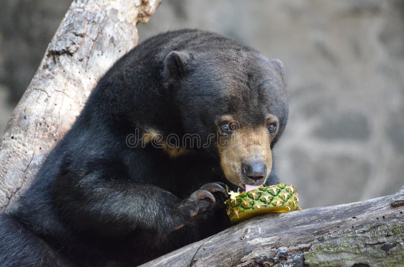 Sun Bear Eating
