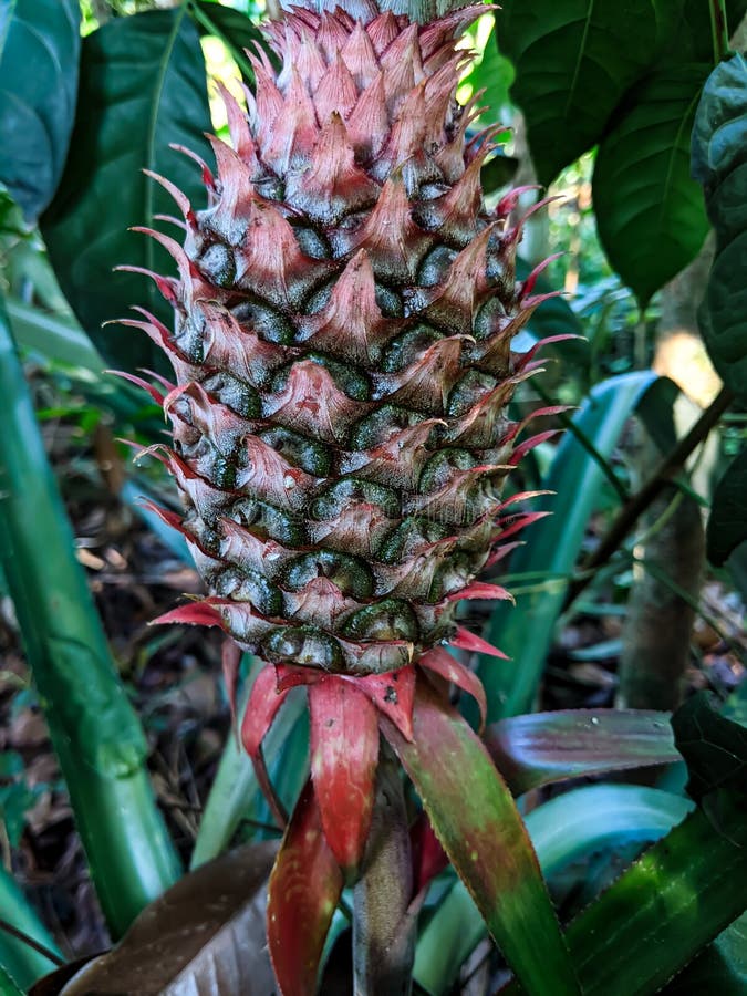 The Pineapple is Still on the Tree. Unripe Pineapple. Young Pineapple ...