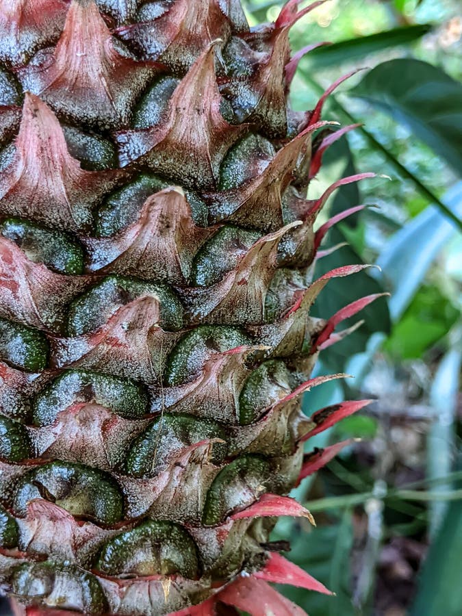 The Pineapple is Still on the Tree. Unripe Pineapple. Young Pineapple ...