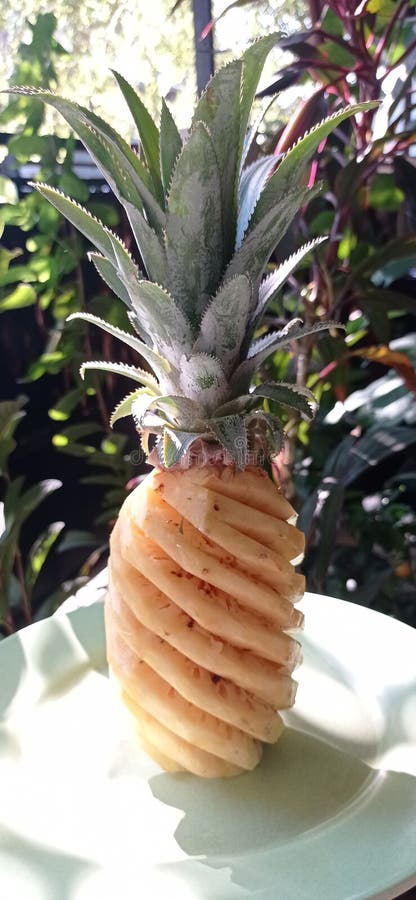 Pineapple Summer stock image. Image of buah, pineapple - 230891179