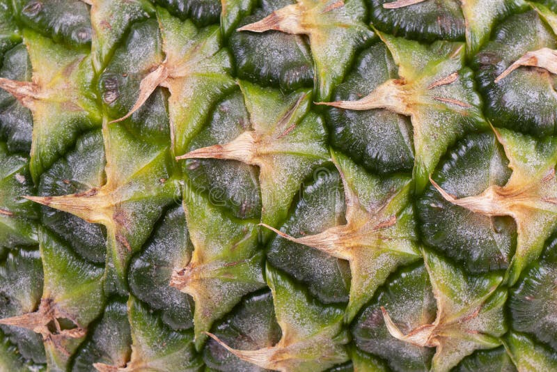 Pineapple texture stock photo. Image of nature, texture - 151742498