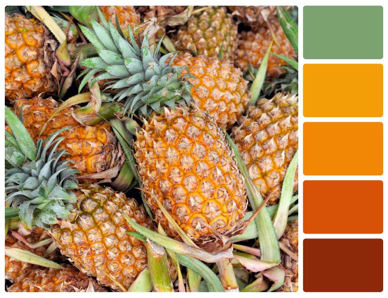 Pineapple Texture with Palette Color Swatches Stock Photo - Image of ...