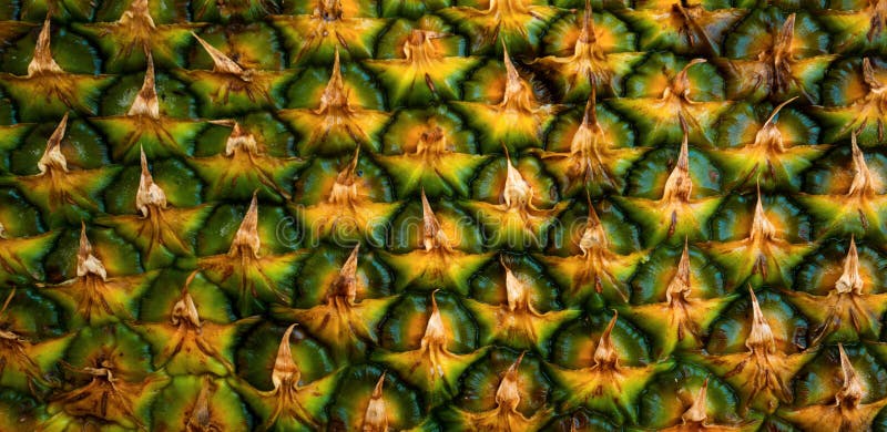 Pineapple Texture. Pineapple Skin Close Up, Tropical Pattern with Copy ...