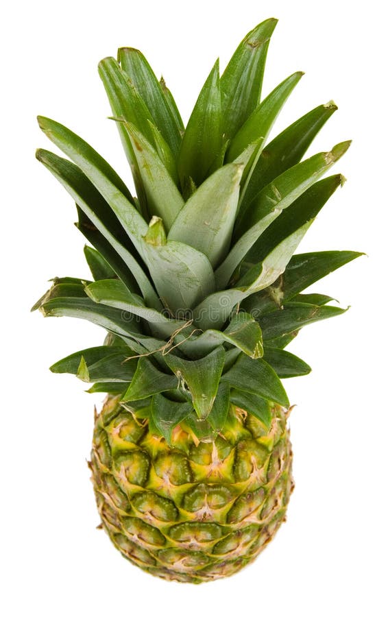 Pineapple top view stock photo. Image of background, length - 3600408