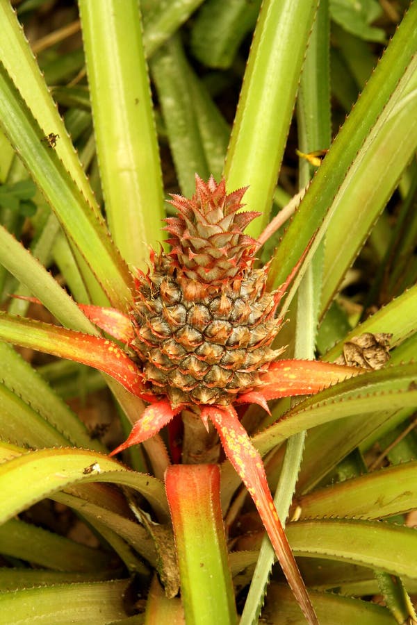 Pineapple tree stock image. Image of yellow, ananas, agriculture - 38205501