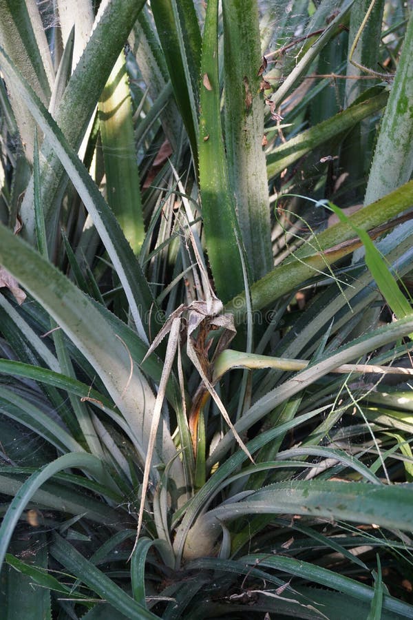 Pineapple Tree Ananas Comosus with a Natural Background. Exotic ...