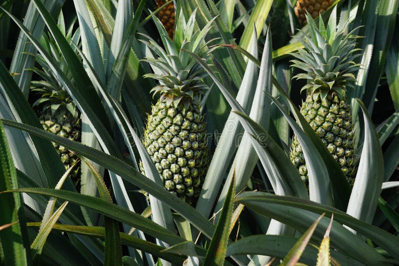 Pineapple Tree (Ananas Comosus) with a Natural Background Stock Image ...