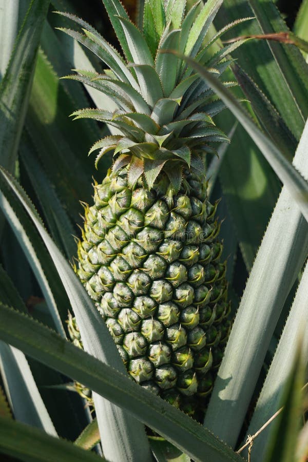 Pineapple Tree (Ananas Comosus) with a Natural Background Stock Photo ...