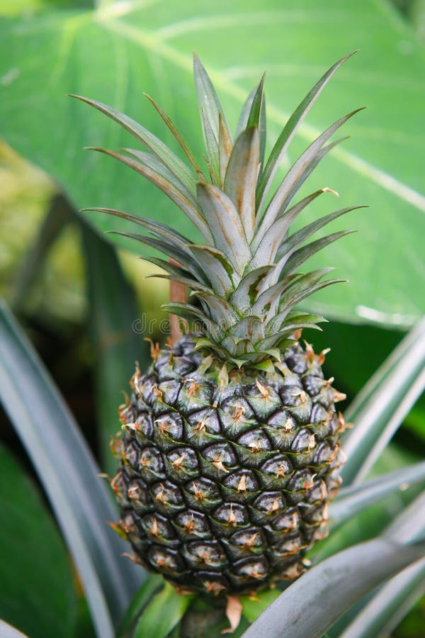 Pineapple in the Tree Ananas Fruit Background Stock Photo - Image of ...